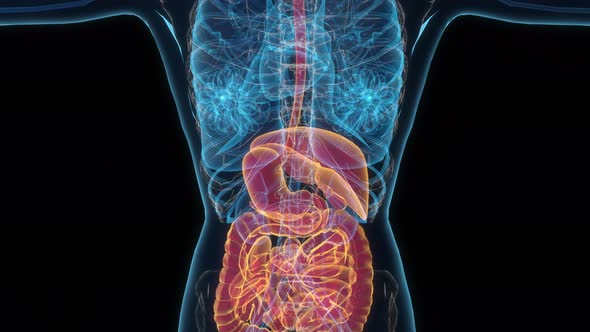 Female digestive system 3d hologram, Motion Graphics | VideoHive
