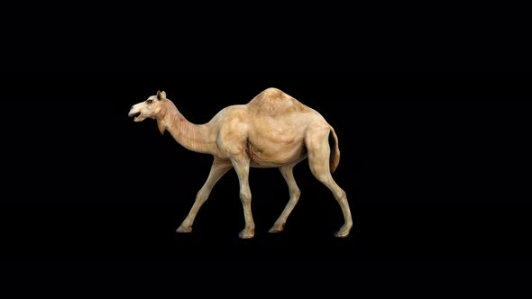 4K Camel Walk, Motion Graphics | VideoHive