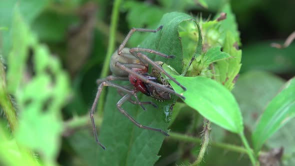 Spider and Hunting, Stock Footage | VideoHive