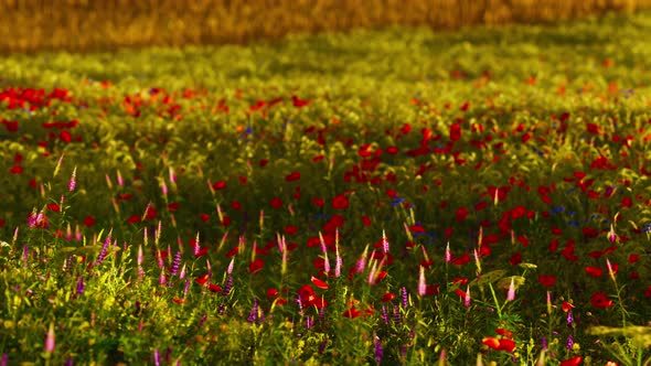 Beautiful Poppy Field During Sunrise, Motion Graphics | VideoHive