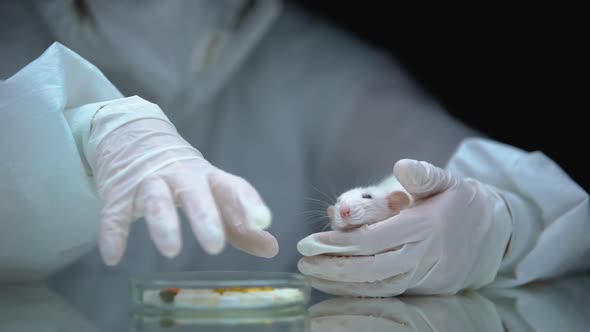 Laboratory Worker Giving Corn to Small Rat, Gmo Food Influence on ...