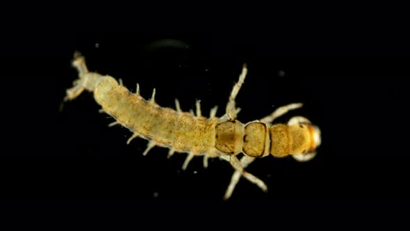 Trichoptera Larvae Campodeoid Under the Microscope, Stock Footage ...