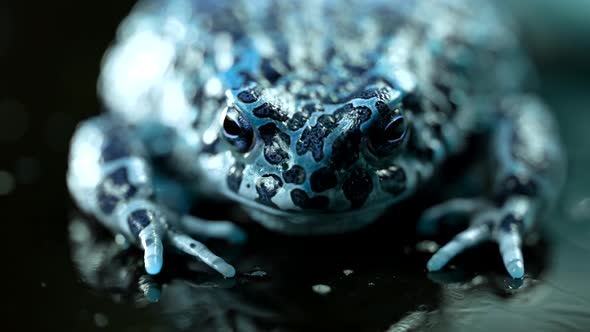 Amazing Frog Blinks Eyes Stirs Nostrils Macro, Stock Footage | VideoHive