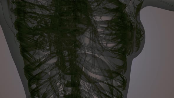 3D MRI Woman Body Scan, Motion Graphics | VideoHive