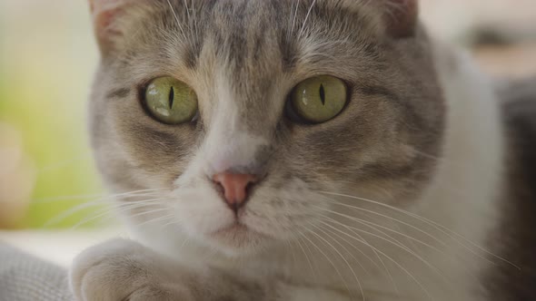 Optical Zoom in Into Domestic Cat Face Looking at Camera Outside, Stock ...