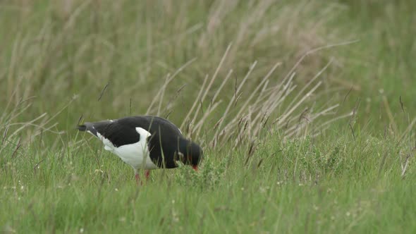 Oystercatcher feeding by probing with it's orange bill on upland ...