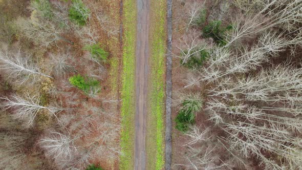 Very Long Straight Path in Autumn Park with Yellow Leaves Puddles ...