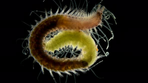 Polychaeta Worm, Syllis Prolifera Under a Microscope, Family Syllidae ...