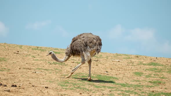Ostrich Pecking Food On The Hill With Blue Sky In The Background At ...