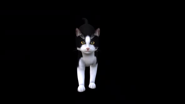 Black and White Cat Fast Run Front View, Motion Graphics | VideoHive