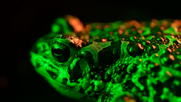 Acid Green Ground Toad Closeup Night Shot Under Neon Light, Stock Footage