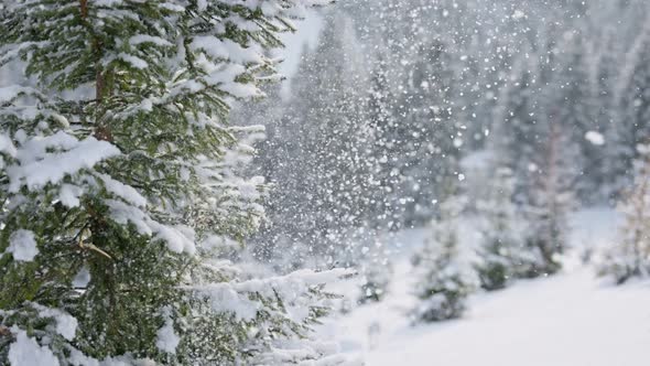 Fluffy Snow Falls From the Spruce and Fly in the Air, Stock Footage