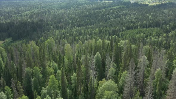 view on group of trees that grow close together, Stock Footage | VideoHive