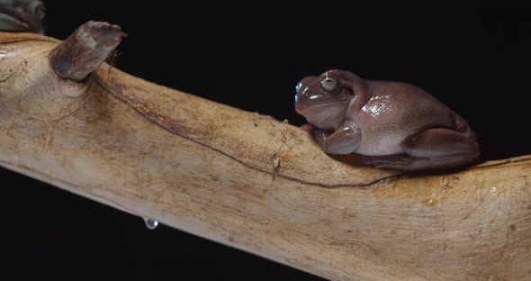 Wildlife Adorable Australian Brown Tree Frog is Relaxing on a Tree ...