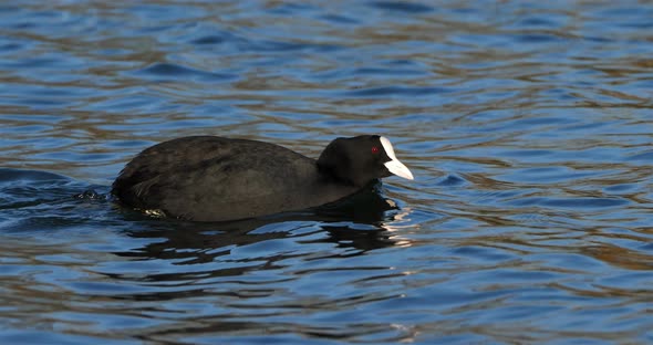 Eurasian coot also known as the common coot or Australian coot, Stock ...