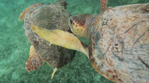 Male And Female Sea Turtles Fighting In Caribbean Ocean Close Up, Stock ...