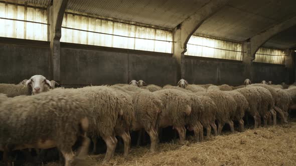 Sheep Livestock Farm Sheep Herd In A Barn, Stock Footage | VideoHive