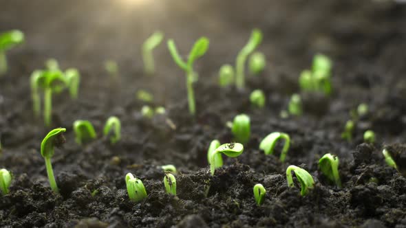 Germinating Seed Growing in Ground Agriculture Spring Summer by muraviov