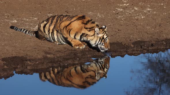 Thirsty Bengal Tiger drinks from watering hole with golden reflection ...