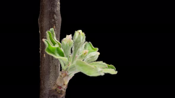Time Lapse of Flowering Apple Tree Flowers, Stock Footage | VideoHive