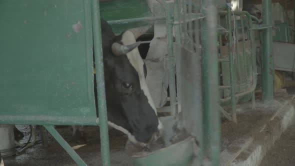 Cow Cows on the Farm. Slow Motion. Agriculture., Stock Footage | VideoHive