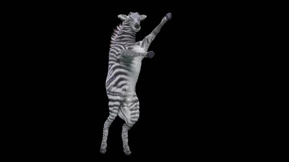 39 Zebra Dancing HD, Motion Graphics | VideoHive