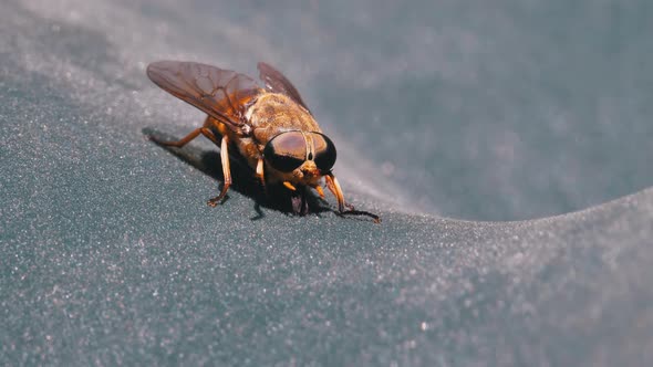 Gadfly Creeps Close-up. Horse-Fly in Macro. Slow Motion, Stock Footage