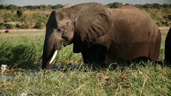 high speed/slow motion shots of elephants in africa, Stock Footage