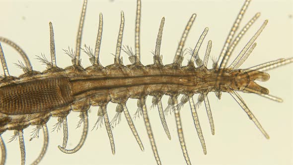 Sea Ciliary Worm Under a Microscope, of the Syllidae Family, Differs in ...