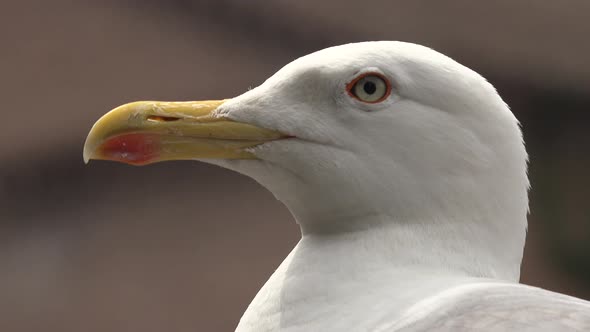 Head and Face of Seagull, Stock Footage | VideoHive