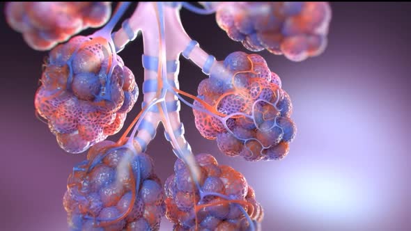 Respiratory System Alveoli 3d animation, Motion Graphics | VideoHive