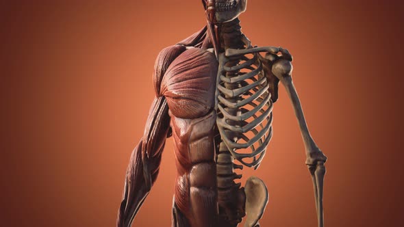 Muscular and Skeletal System of Human Body, Motion Graphics | VideoHive