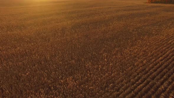 Beautiful golden corn field at sunset in Canada. Aerial view tracking ...