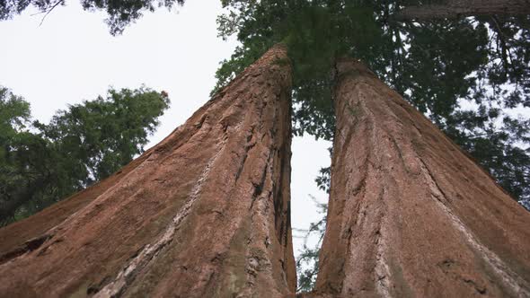 Slow Motion Giant Red Sequoia Tree Low Angle View Sequoia National Park ...