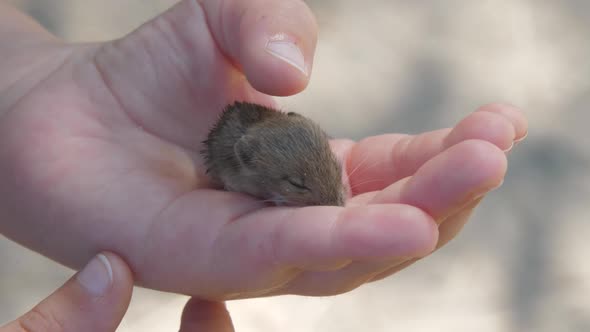 Small Child Hand Holds Little Brown Rat Standing on Street, Stock Footage