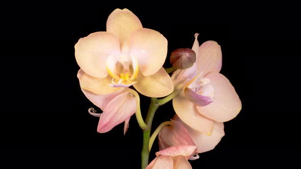 Blooming Peach Orchid Phalaenopsis Flower, Stock Footage | VideoHive