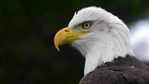 bald eagle ruffled feathers looks around 4k close up view, Stock Footage