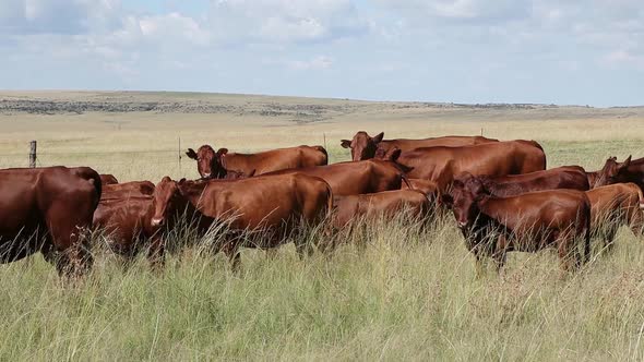 Free Range Cattle Grazing On A Rural Farm, Stock Footage | VideoHive