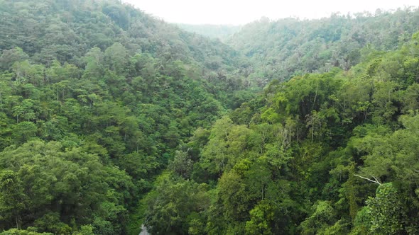 Aerial view static view of tropical jungle on the foreground, Stock Footage
