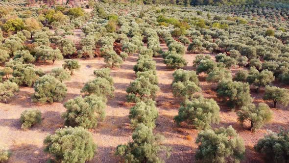 Olive trees for the production of olive oil. Industrial plantations ...