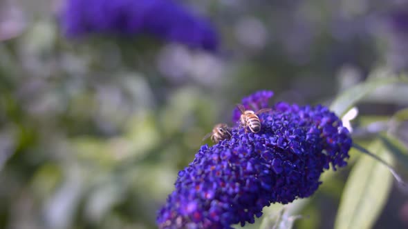 European Honey Bees Pollinating And Taking Off From Buddleia, Stock Footage