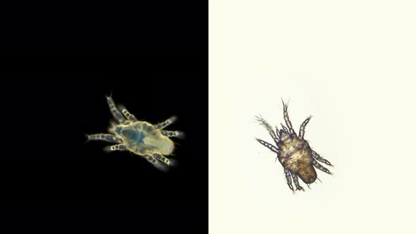 Acari (Mite) of the Family Tydeidae Under a Microscope, Order ...