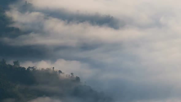 Epic Fog Forest, Stock Footage | VideoHive