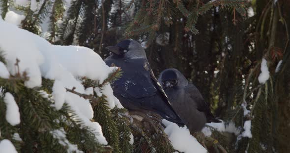 Two crows are sitting on a snow-covered Christmas tree, Stock Footage