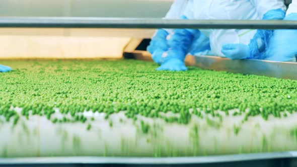 Factory Employees Are Sorting Green Peas, Stock Footage | VideoHive