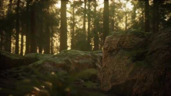 Hyperlapse in Sequoia Forest From Sunrise, Motion Graphics | VideoHive