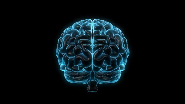 Rotating Human Brain On A Black Background, Motion Graphics | VideoHive