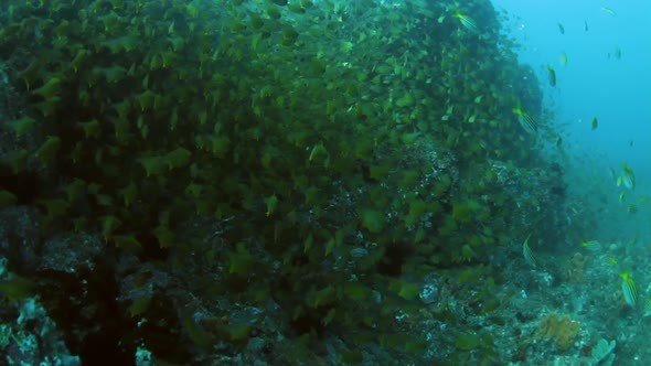 Swimming through a large school of yellow fish, Stock Footage | VideoHive