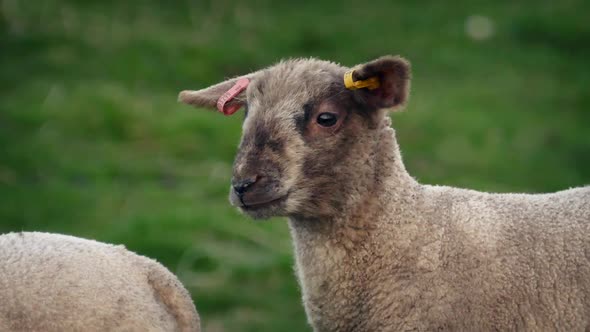Small Lamb Looking Around In Field, Stock Footage | VideoHive
