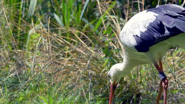 Slow motion of wild stork hunting and chasing in green plants during ...